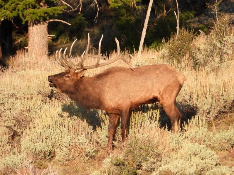 Elk Movement During Wildfires | CPW Study of Elk Movement